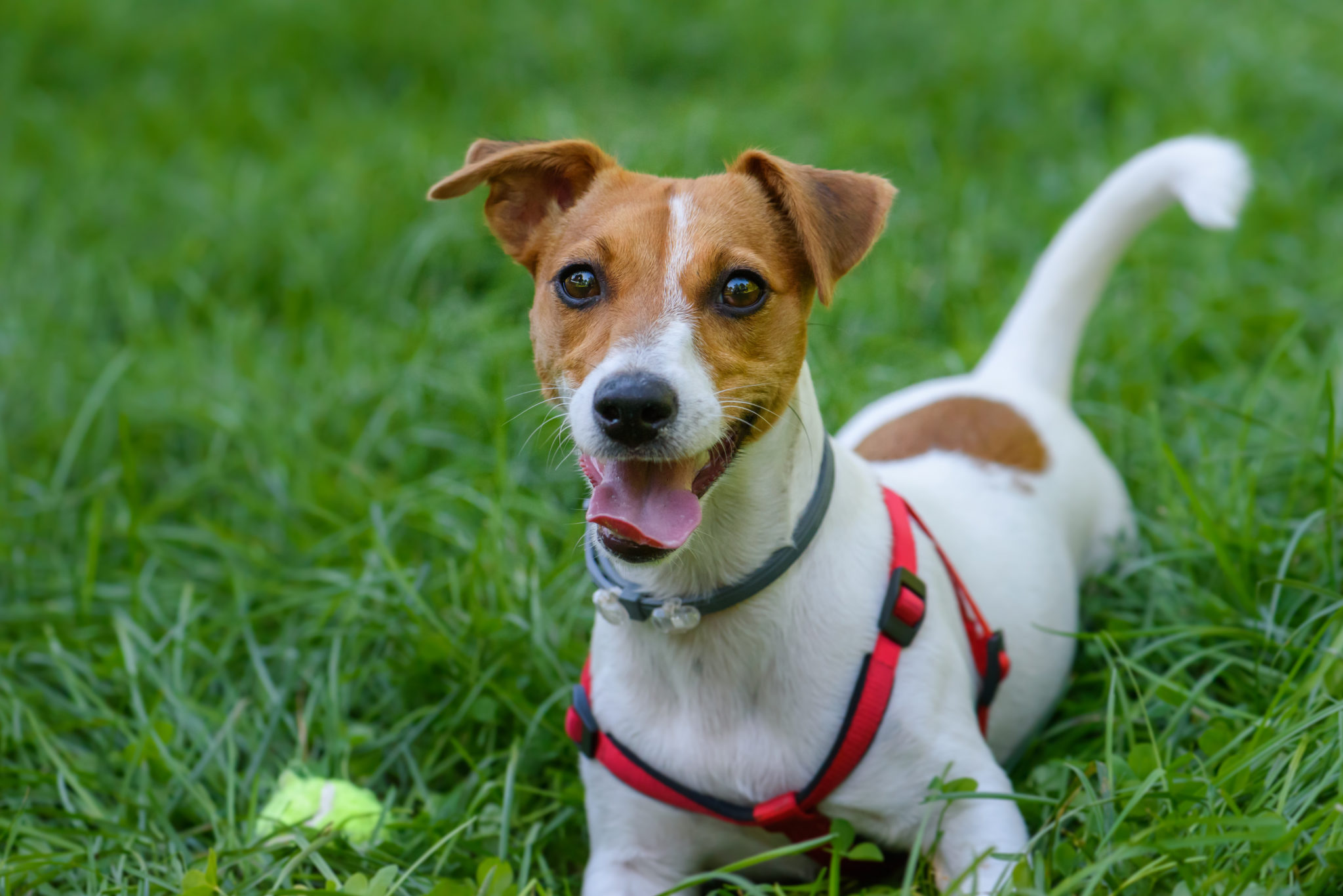 Jack russell terrier | Magazine para perros de zooplus
