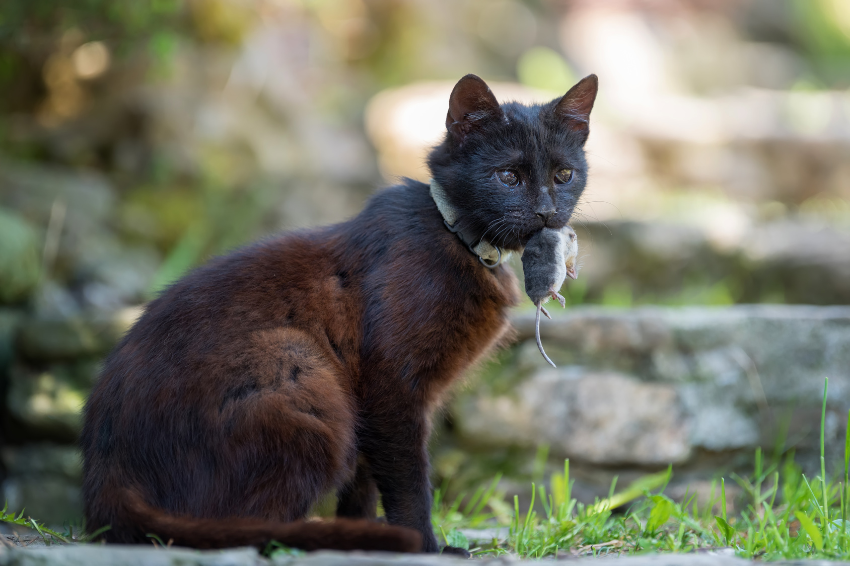 Gatos cazadores | Adiestramiento felino | Magazin de zooplus