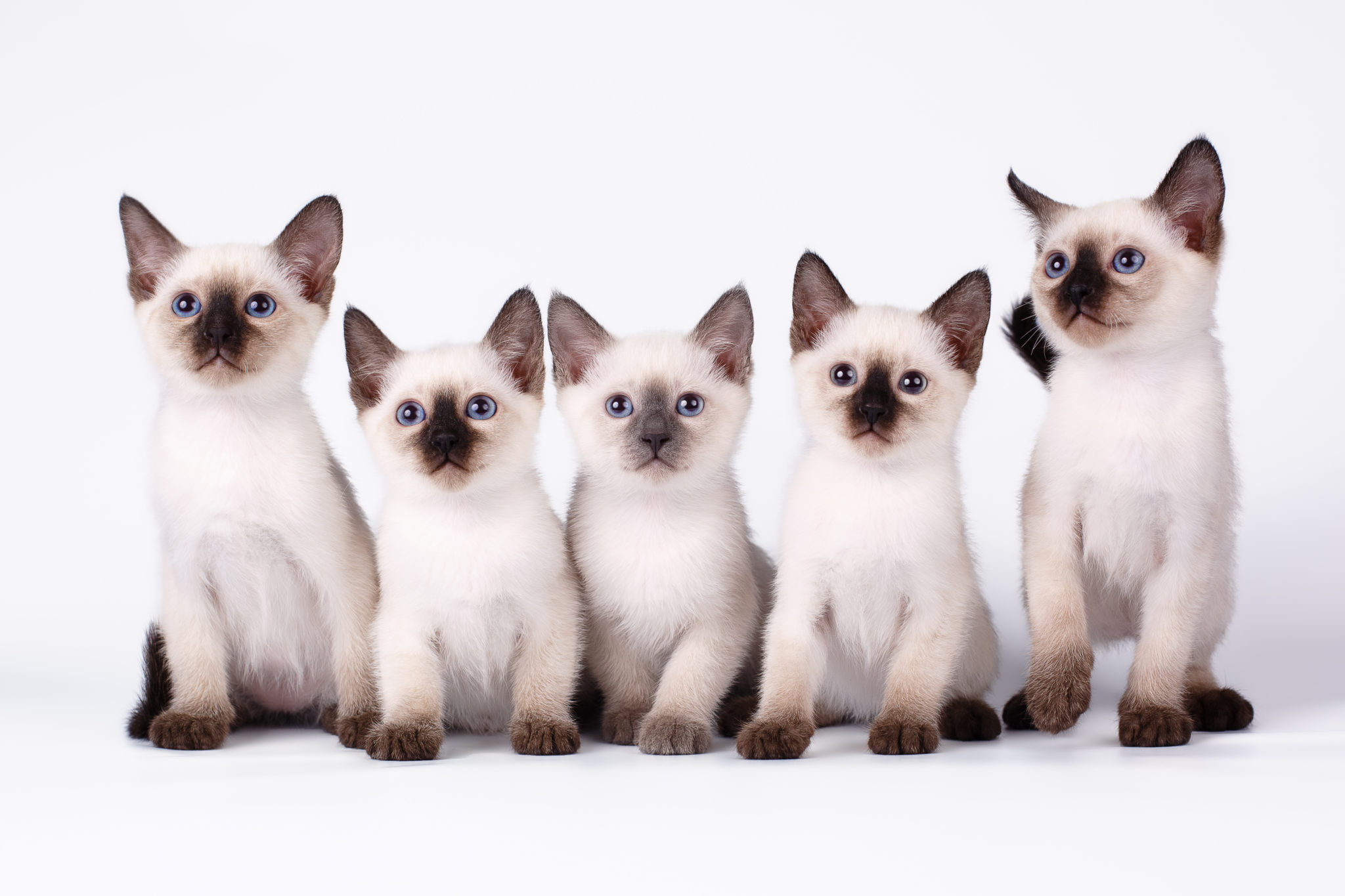 Comprar un gato | Adoptar un gato | Magazin de zooplus