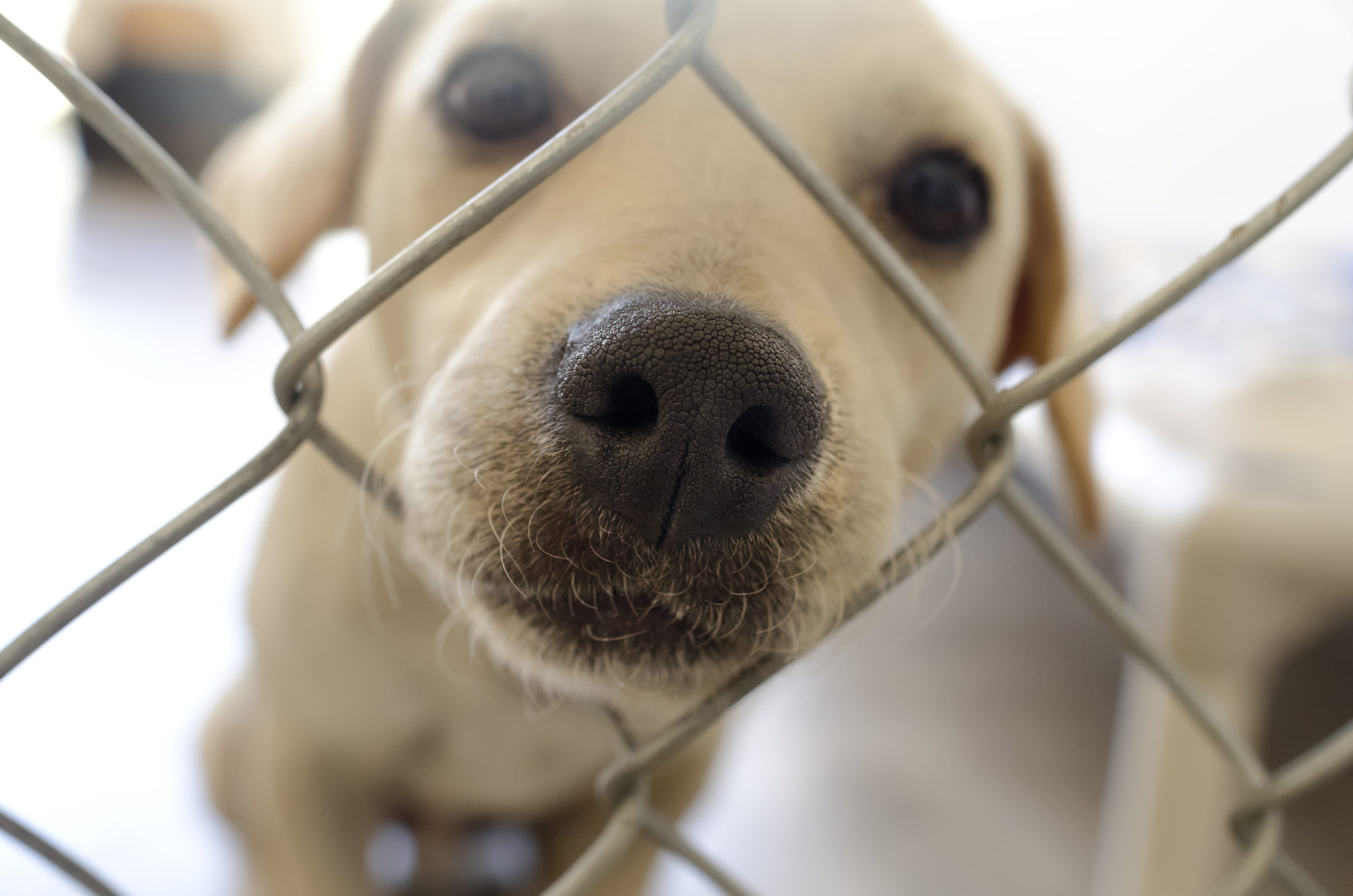 Por Qué Es Mejor Adoptar Un Perro Que Comprarlo Por Qué Es Mejor Adoptar Un Perro Que Comprarlo