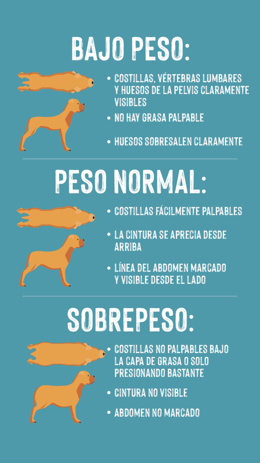 Sobrepeso en perros: causas y consecuencias | zooplus Magazine
