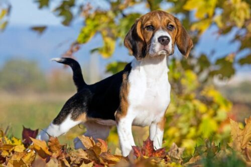 Beagle | Historia, Cuidados y Carácter | zooplus Magazine