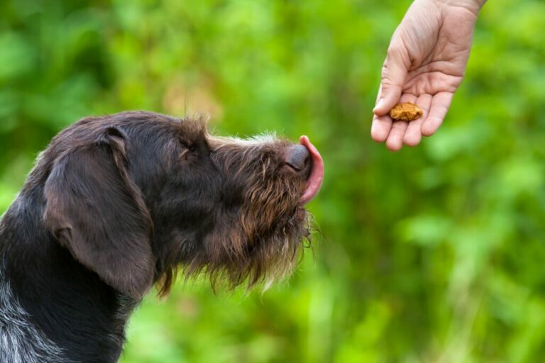 Sobrepeso en perros: causas y consecuencias | zooplus Magazine
