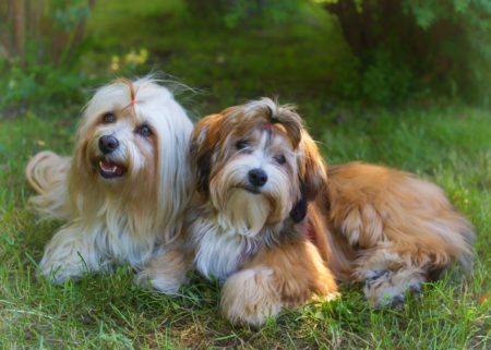 Bichón habanero | Razas de perro | zooplus Magazine