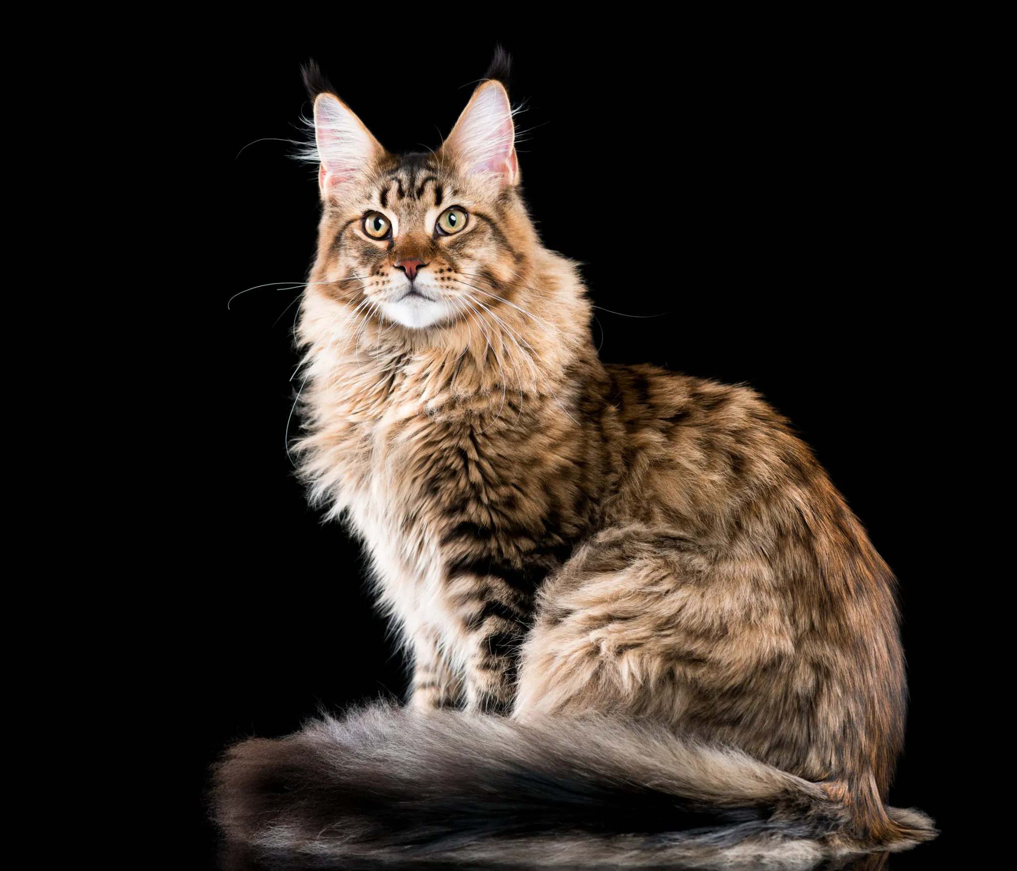 Maine Coon | Todo sobre la raza de gatos más grande del mundo