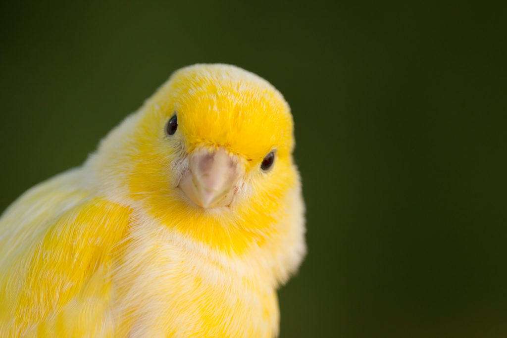Canarios | Razas de pájaros | Magazin de zooplus