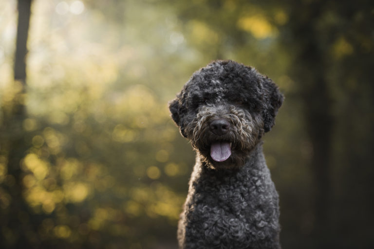 Perros truferos | Adiestramiento canino | zooplus Magazine