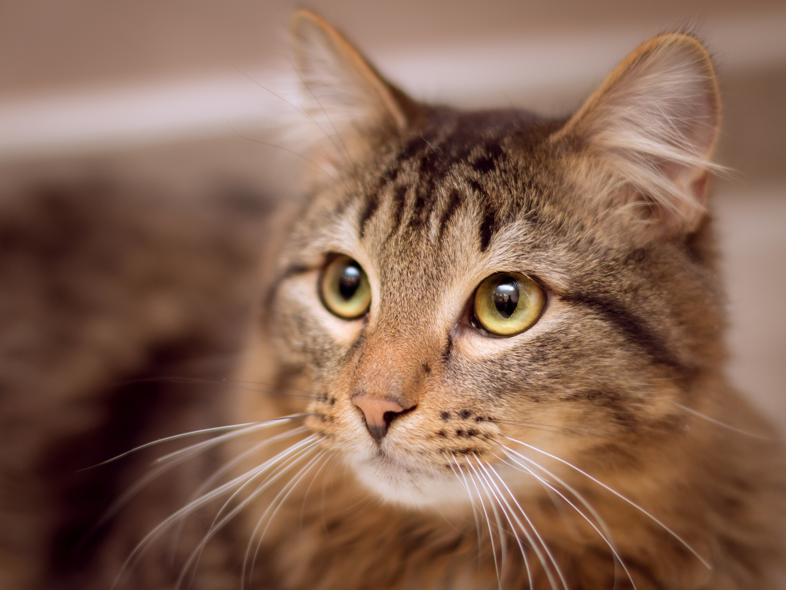 Los Gatos Tienen Orgullo Libre Los Gatos No Son Traicioneros, Hay Que