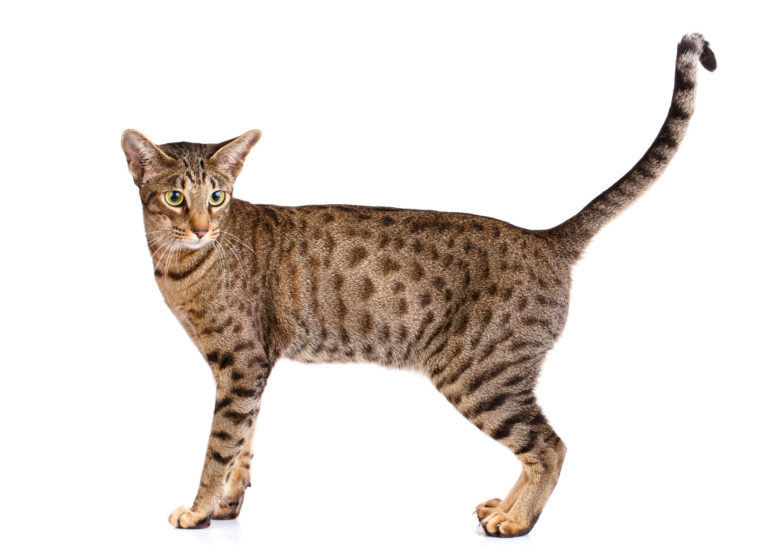 Ocicat | zooplus
