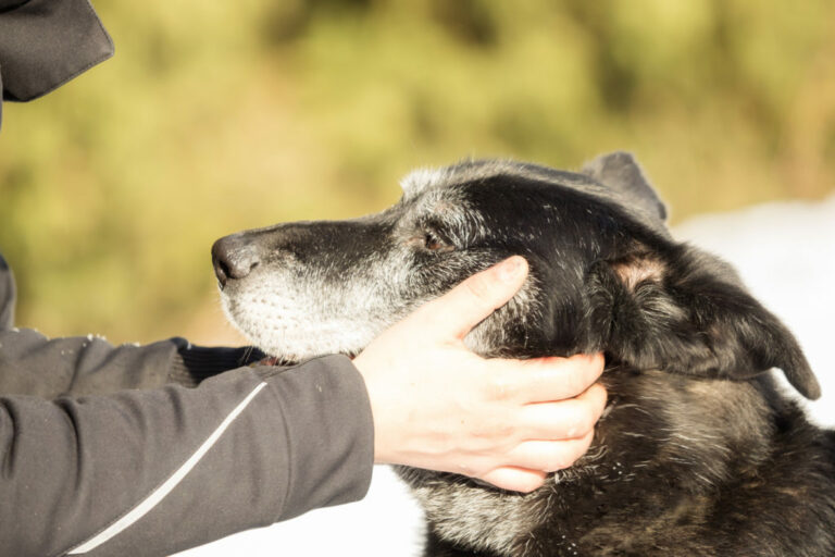 Psicología canina | zooplus