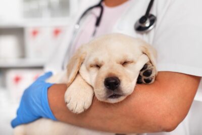 Moquillo en perros | Descubre los síntomas y cómo prevenirlo