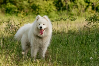 Top 10 de los perros más caros del mundo | Adoptar un perro | zooplus