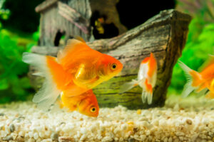 Goldfish | Tipos de peces | zooplus Magazine de peces