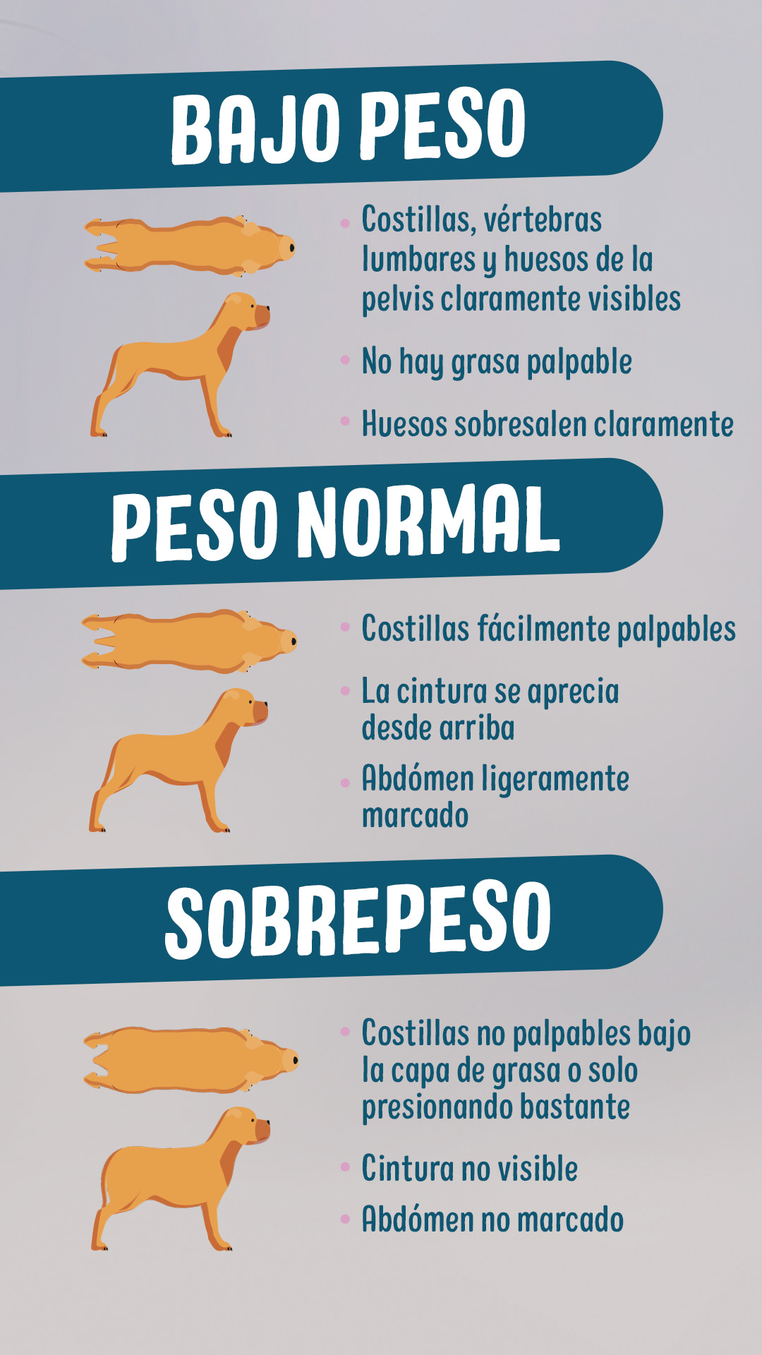 Sobrepeso en perros: causas y consecuencias | zooplus Magazine