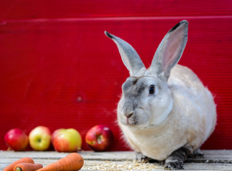 Conejo rex | Razas de roedores y hurones | zooplus Magazine