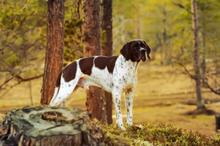 Pointer | Razas de perro | zooplus Magazine