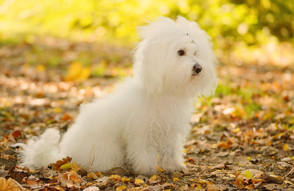 Boloñés | Razas de perro | zooplus Magazine