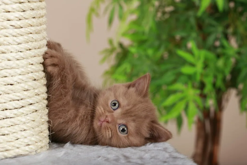 Cómo El Gato Hace Hueco En El Tronco Del árbol