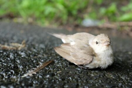 Qué hacer si te encuentras un pájaro herido | zooplus Magazine