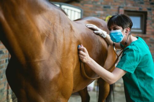 Tos en caballos | Salud y cuidados equinos | zooplus Magazine