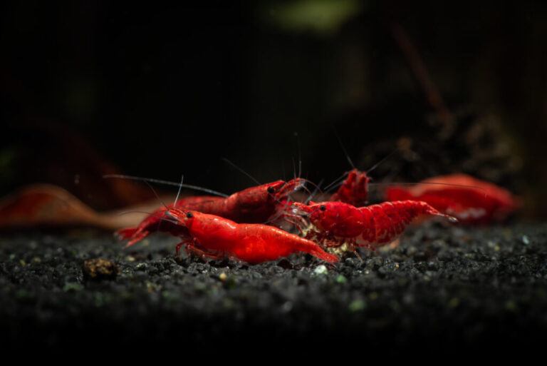 Gamba red fire | zooplus Magazine