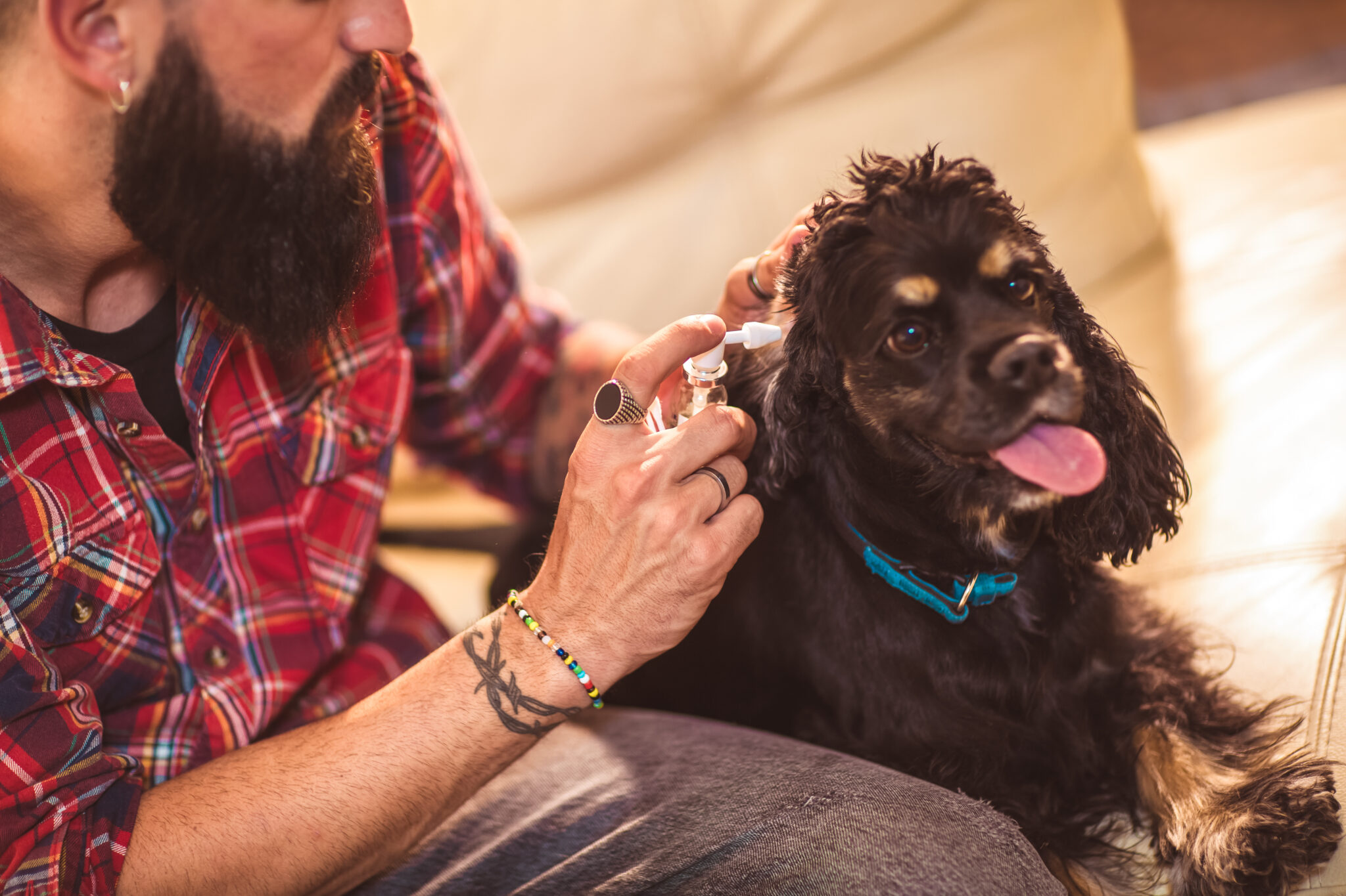 Otitis en perros | zooplus Magazine