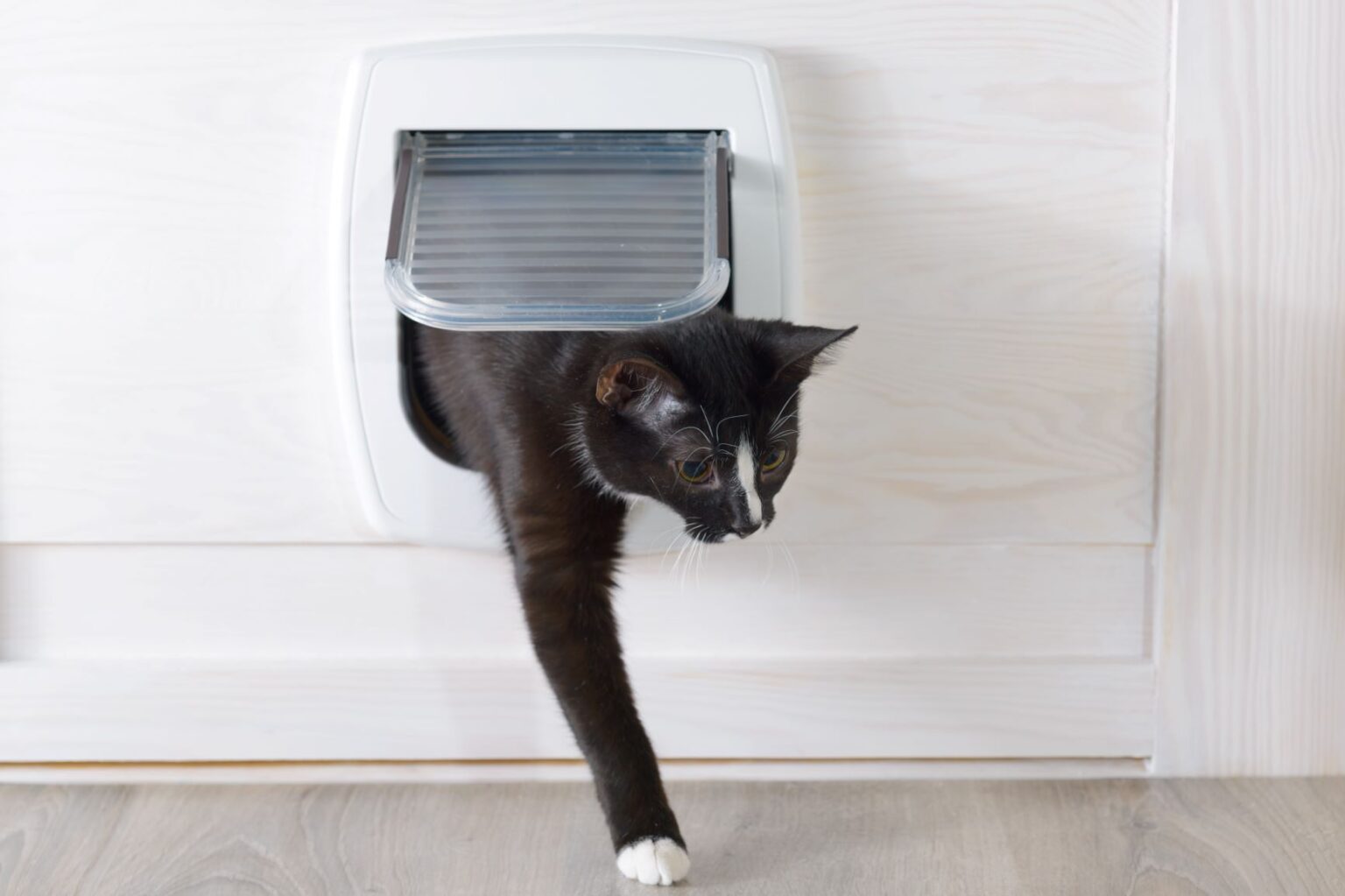 Cómo instalar una gatera | zooplus Magazine