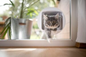 Cómo instalar una gatera | zooplus Magazine