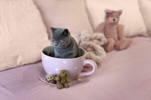 Gatos mini toy: aspecto y problemas de salud | zooplus Magazine
