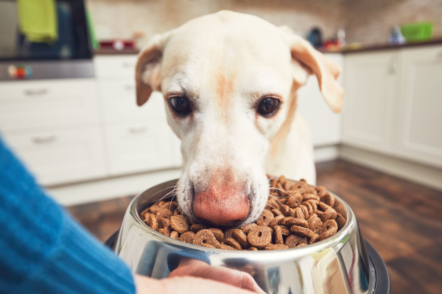 Dermatitis atópica en perros | zooplus Magazine