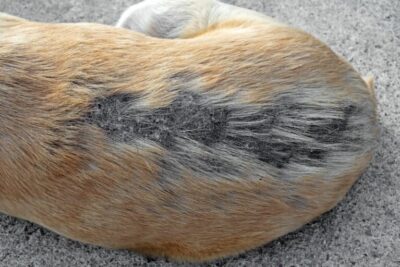 Enfermedades de la piel en perros | zooplus Magazine