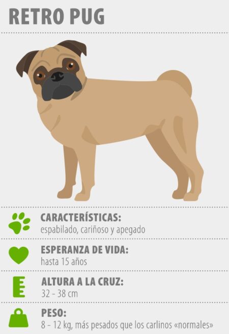 Retro pug | zooplus Magazine
