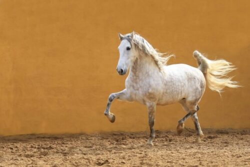Caballo andaluz | zooplus Magazine