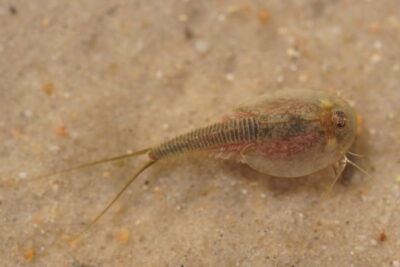 Triops | zooplus Magazine