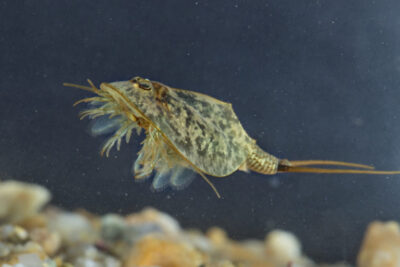 Triops | zooplus Magazine