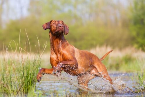Crestado rodesiano (rhodesian ridgeback) | zooplus Magazine