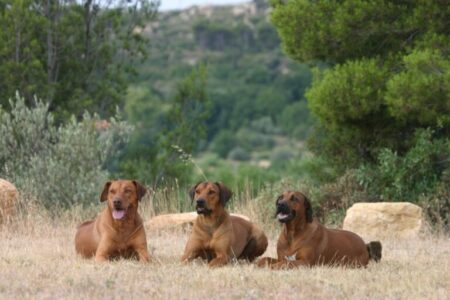 Crestado rodesiano (rhodesian ridgeback) | zooplus Magazine