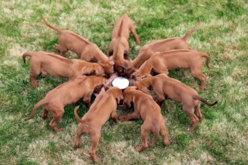 Crestado rodesiano (rhodesian ridgeback) | zooplus Magazine