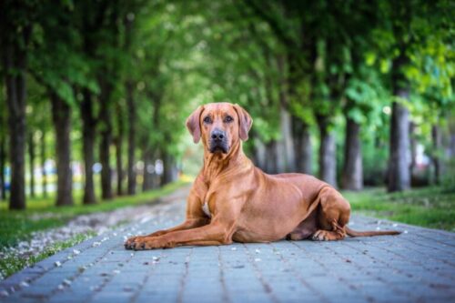 Crestado rodesiano (rhodesian ridgeback) | zooplus Magazine