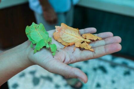 Insectos hoja | zooplus Magazine