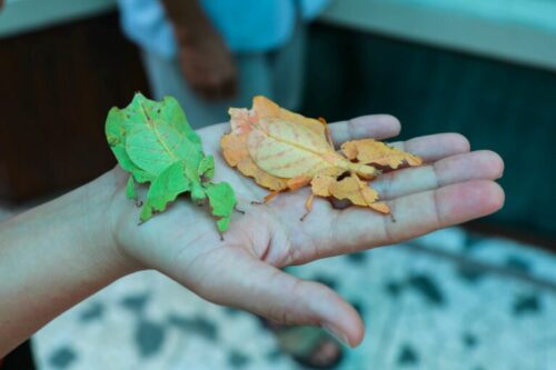 Insectos hoja | zooplus Magazine