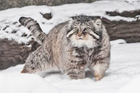 Manul | zooplus Magazine