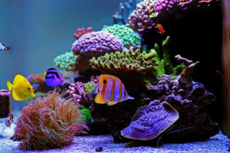 Los 5 peces de agua salada más populares | zooplus Magazine