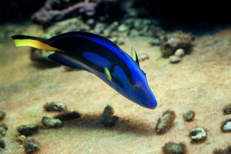 Pez cirujano azul | zooplus Magazine