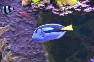 Pez cirujano azul | zooplus Magazine