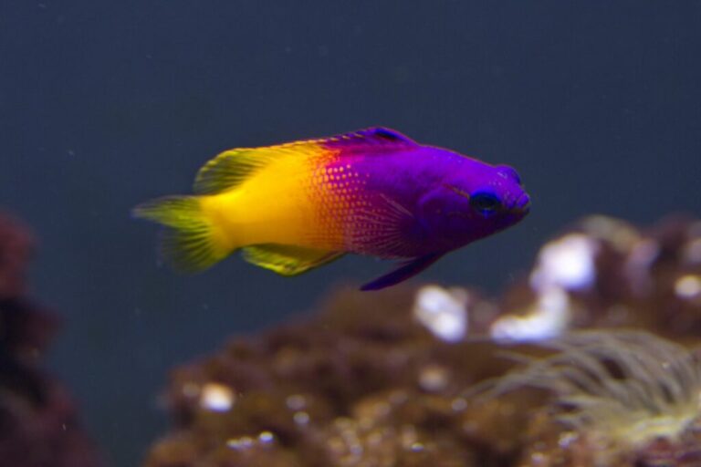 Los 5 peces de agua salada más populares | zooplus Magazine