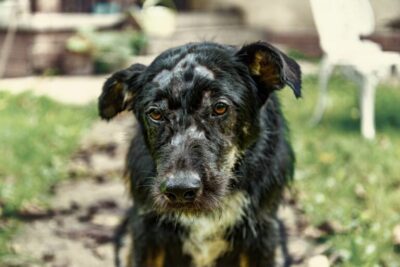 Demodex canis (demodicosis en perros) | zooplus Magazine