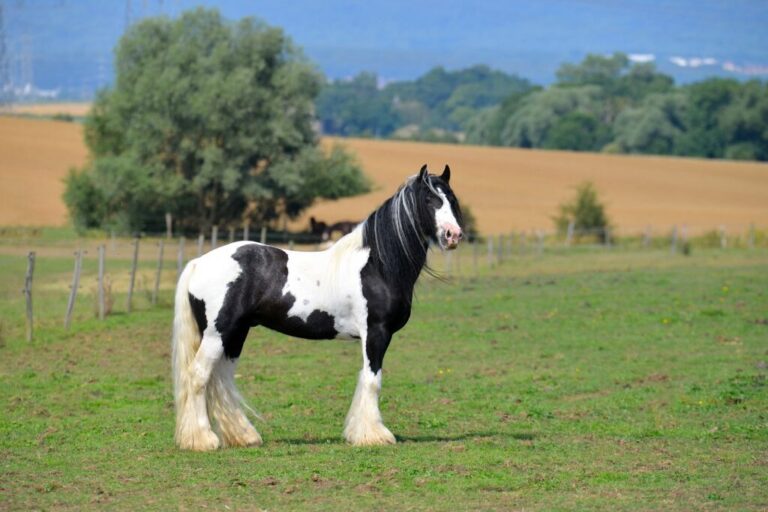 Gypsy vanner (caballo Tinker) | zooplus Magazine
