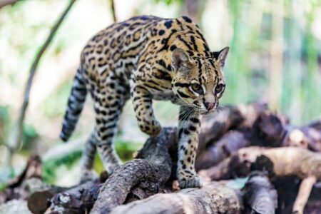 Ocelote | zooplus Magazine