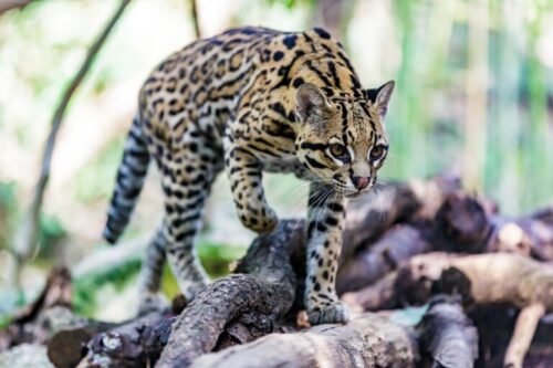 Ocelote | zooplus Magazine
